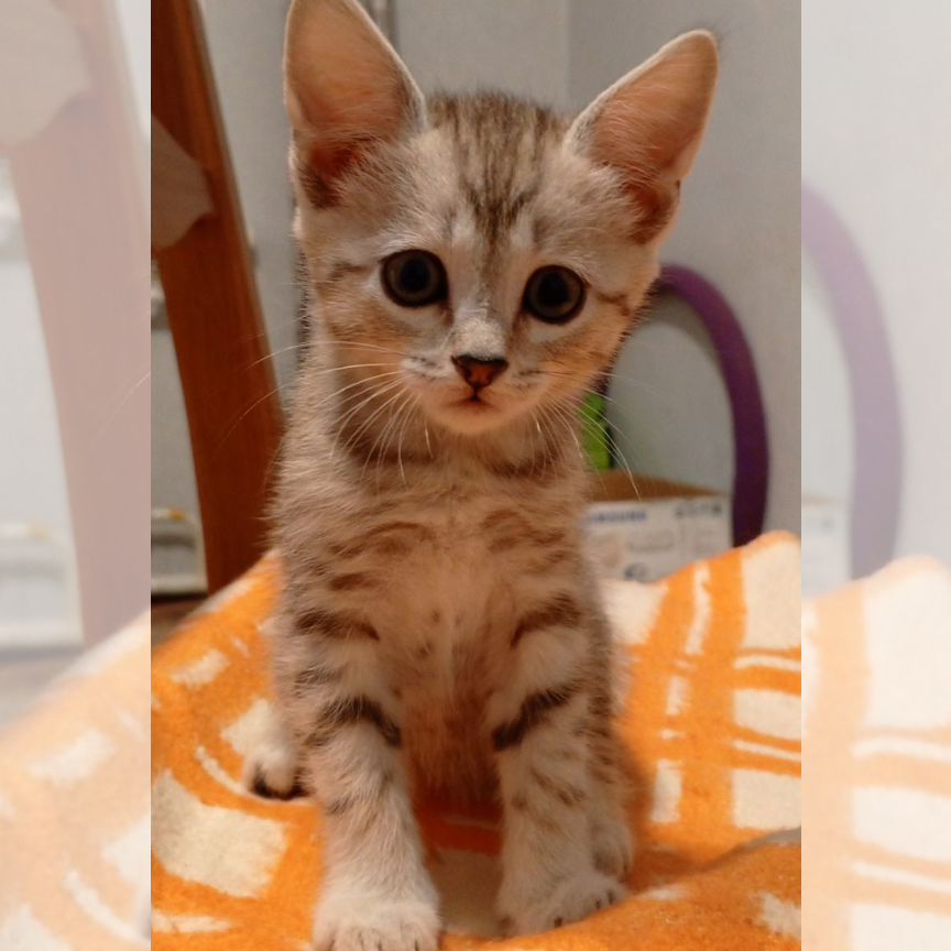 Котята в добрые руки бесплатно