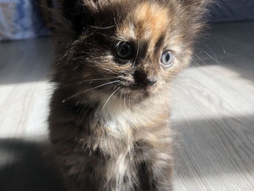 Котята в добрые руки 1 месяц