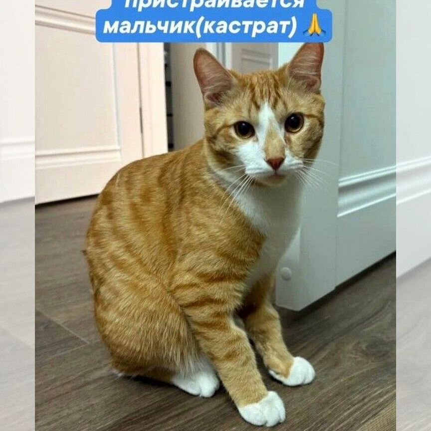 Котёнок в добрые руки