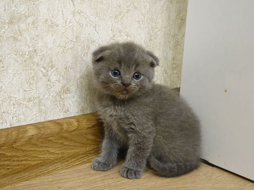 Шотландский вислоухий котенок