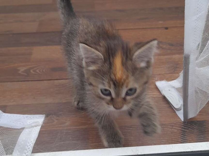 Кошка в дар бесплатно