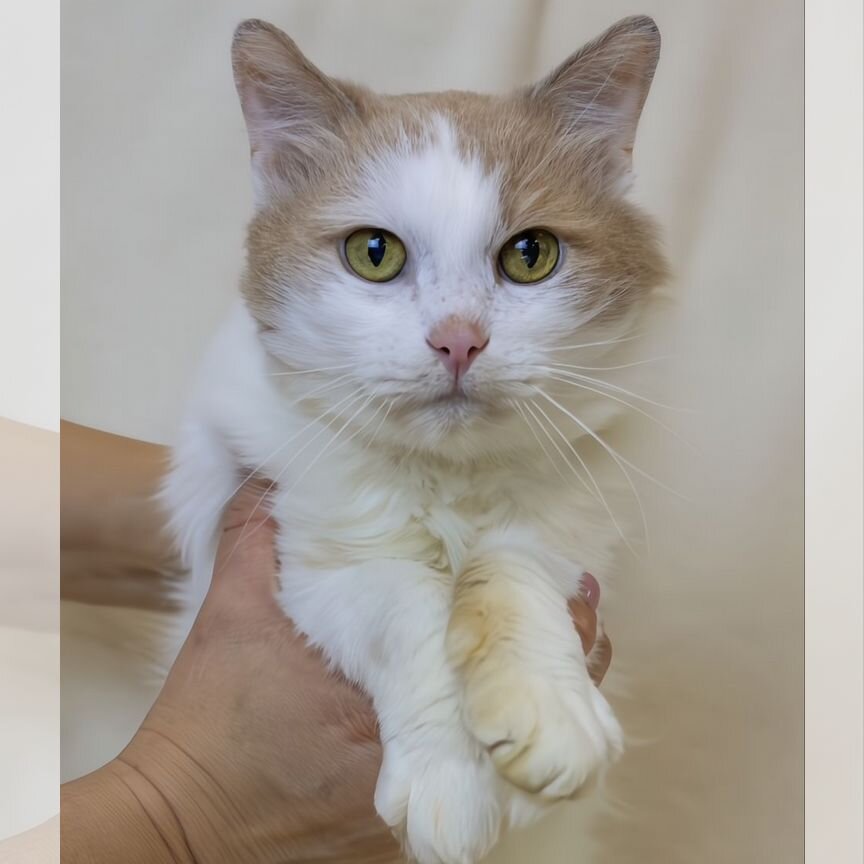 Взрослый кот в добрые руки