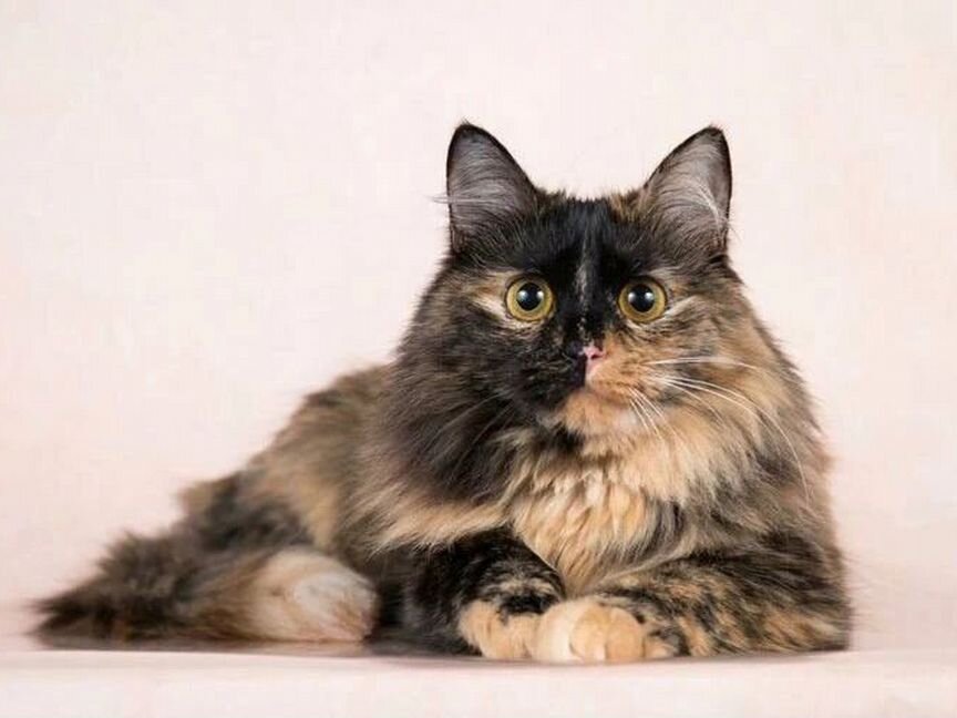 Кошка в добрые руки