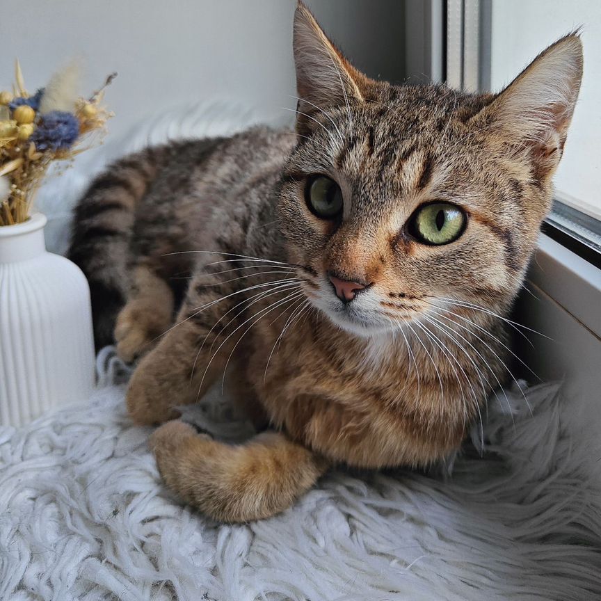 Кошечка в добрые руки