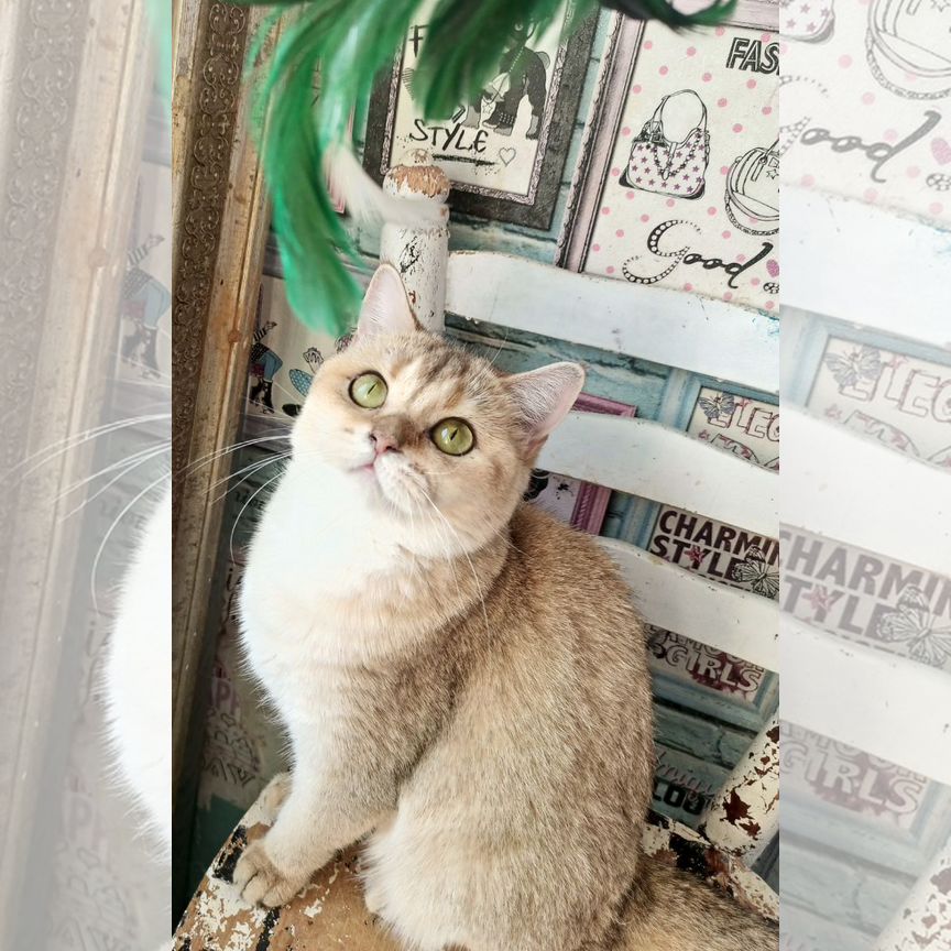 Кошка золотая тиккированная шиншилла
