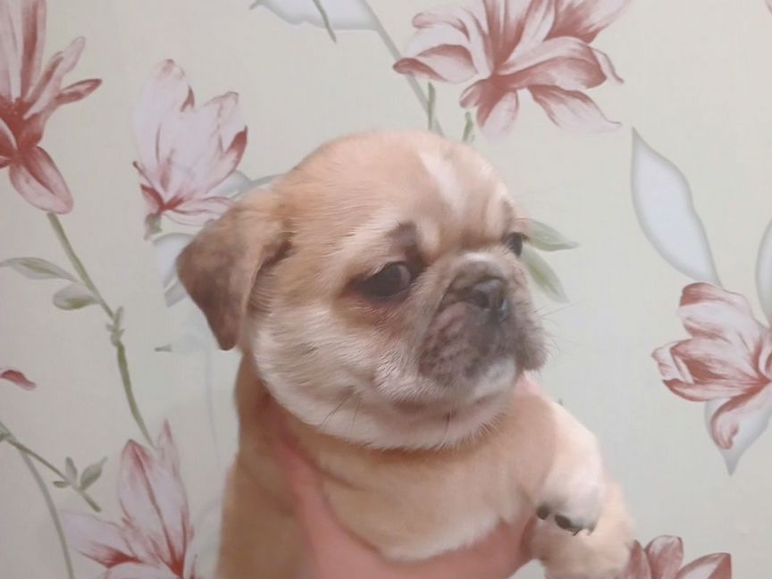 Мерль флаффи носитель альбино