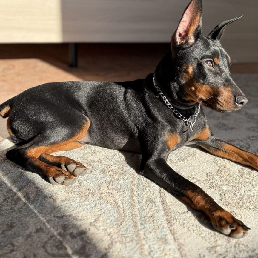 Цвергпинчер, щенок