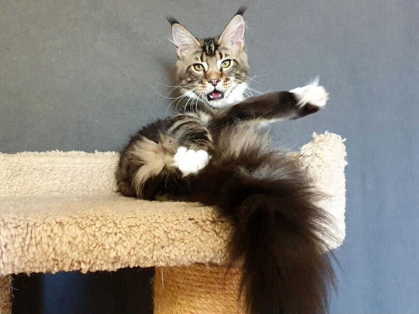 Мейн кун подросток