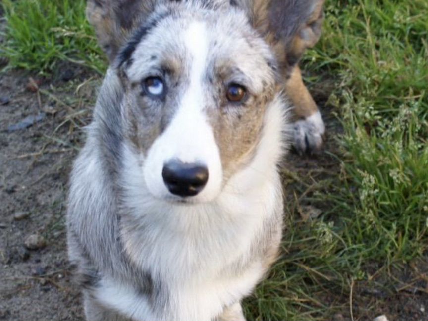 Вельш-корги кардиган мраморный