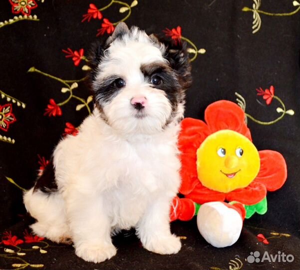 Бивер Верона стандарт