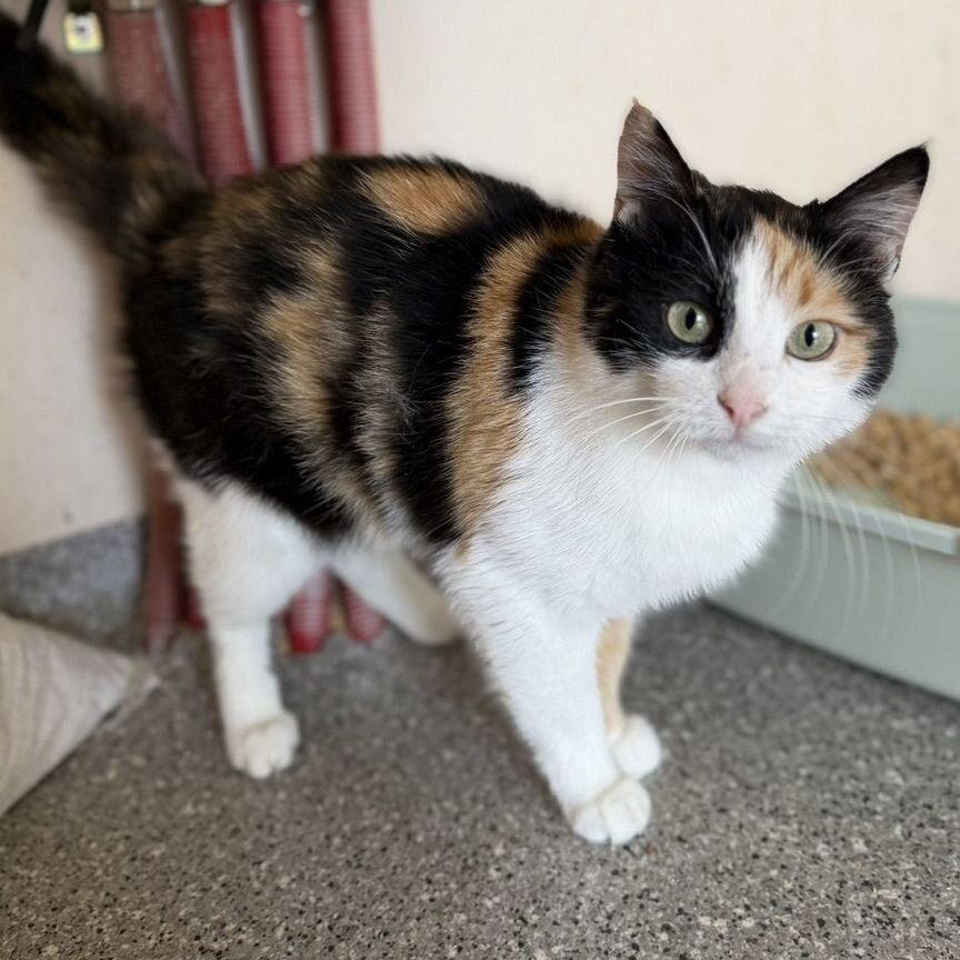 Взрослая, кошка в добрые руки