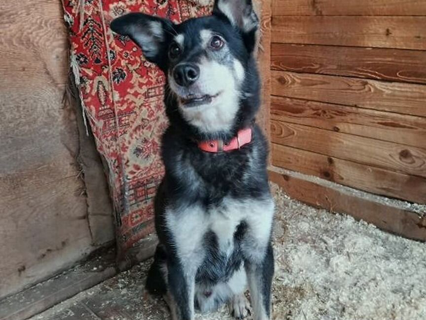 Добрый пес пропадает за решеткой приюта