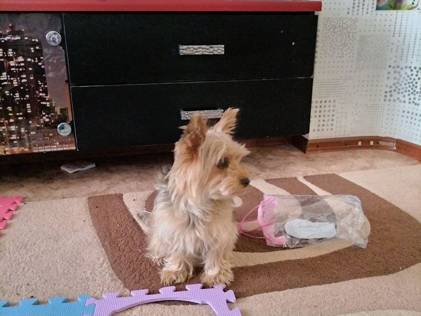 Йоркширский терьер мини девочка 4 года