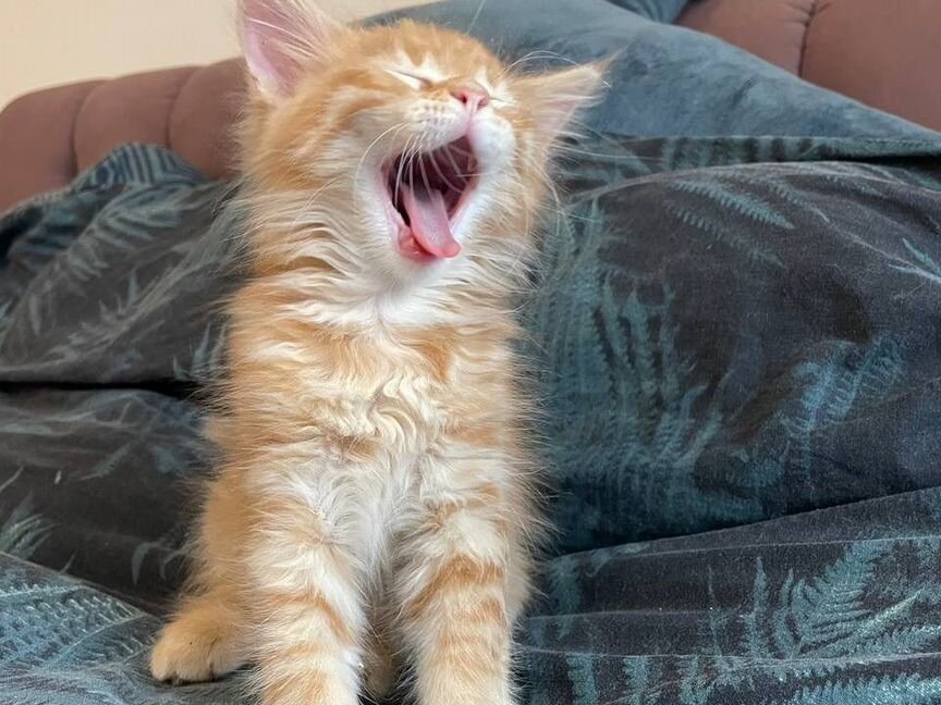 Мейн-кун котята метисы