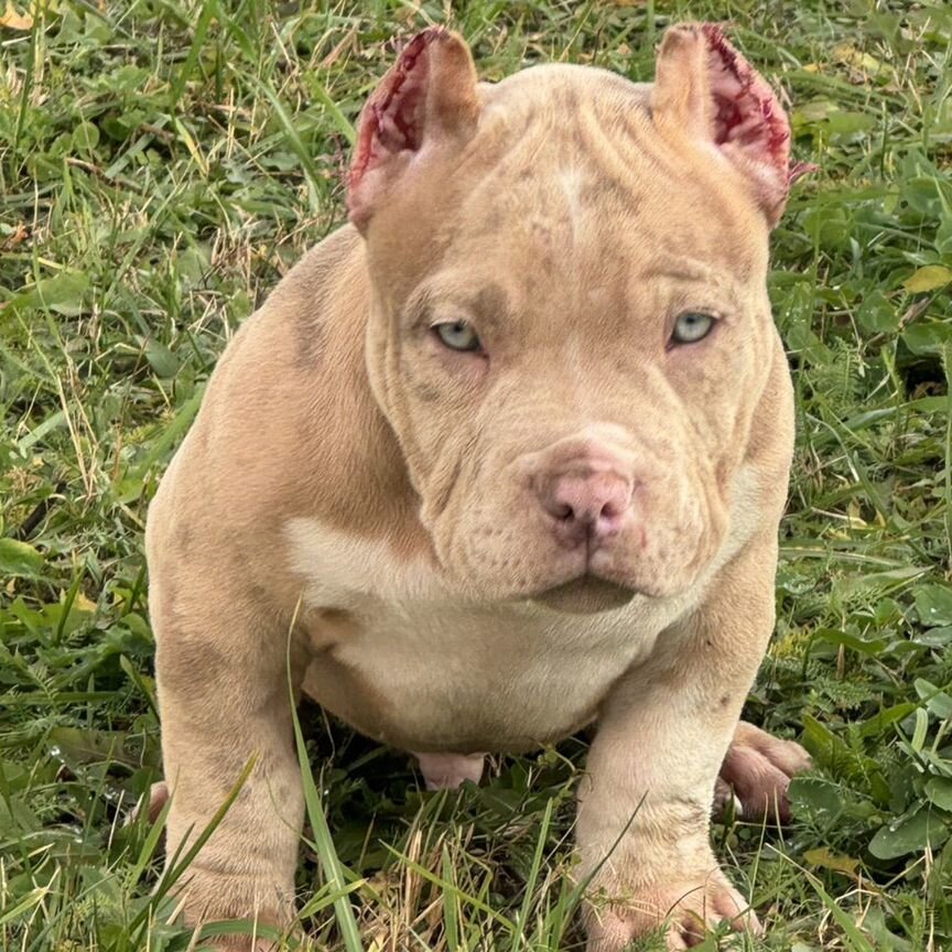 Американский булли, щенок