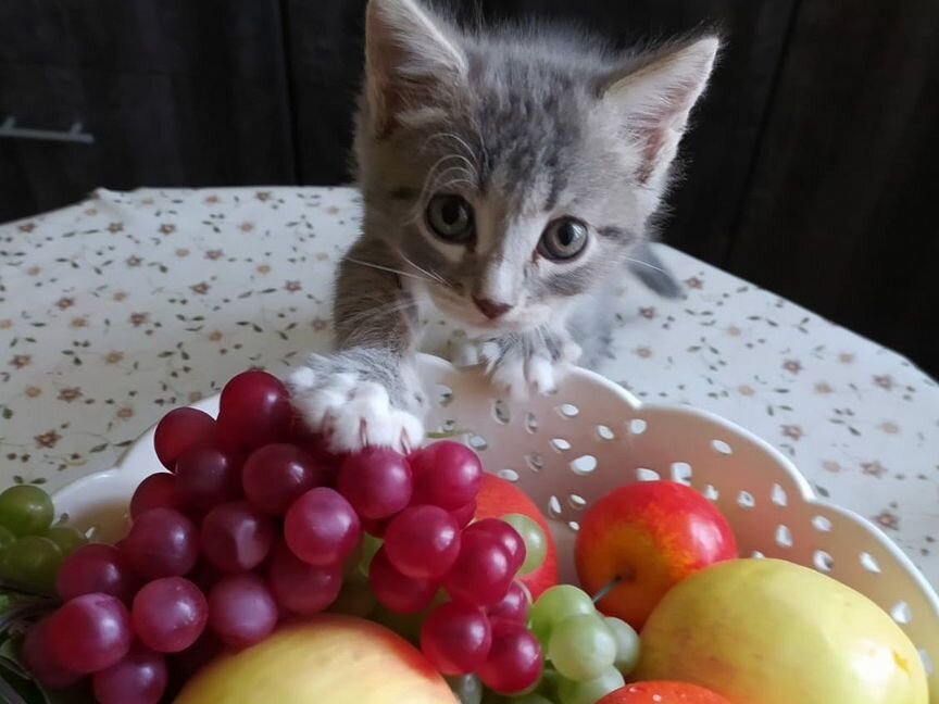 Маленький котенок девочка в дар