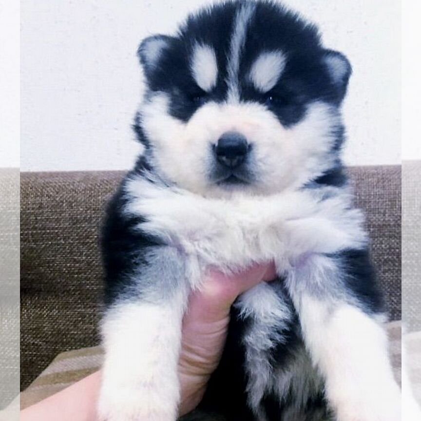 Красивенные хаски