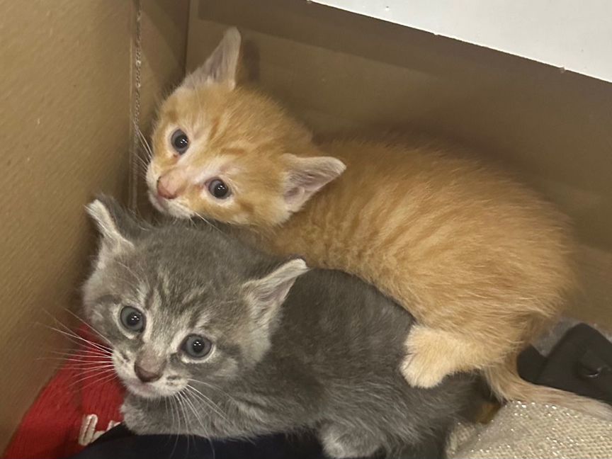 Котята в добрые руки