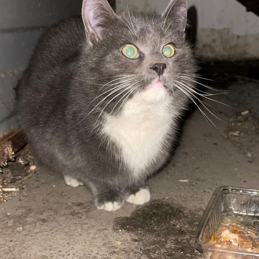 Котенок В добрые руки