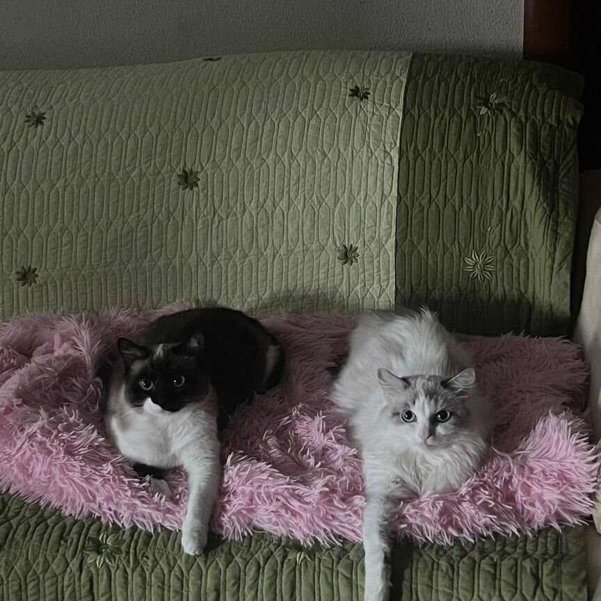 Отдам в добрые руки кошек