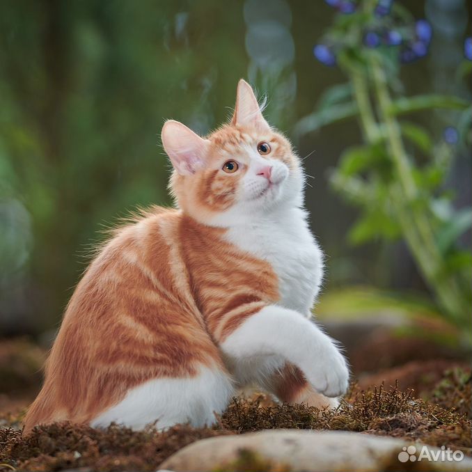 Котик курильского бобтейла красный мраморный
