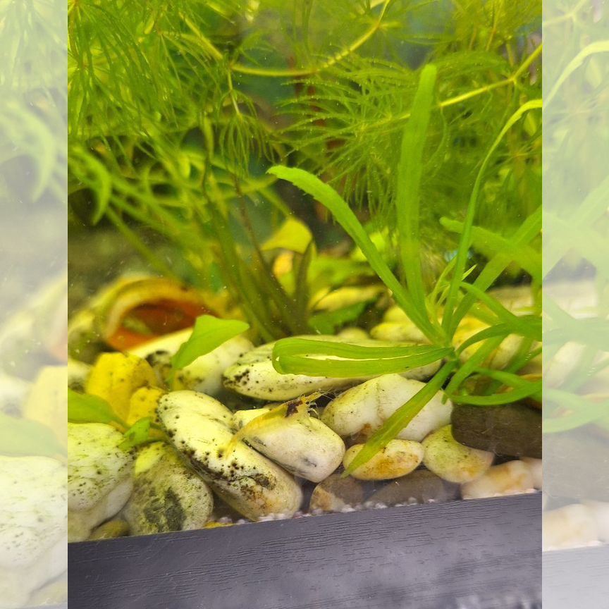 Аквариумные креветки вишня