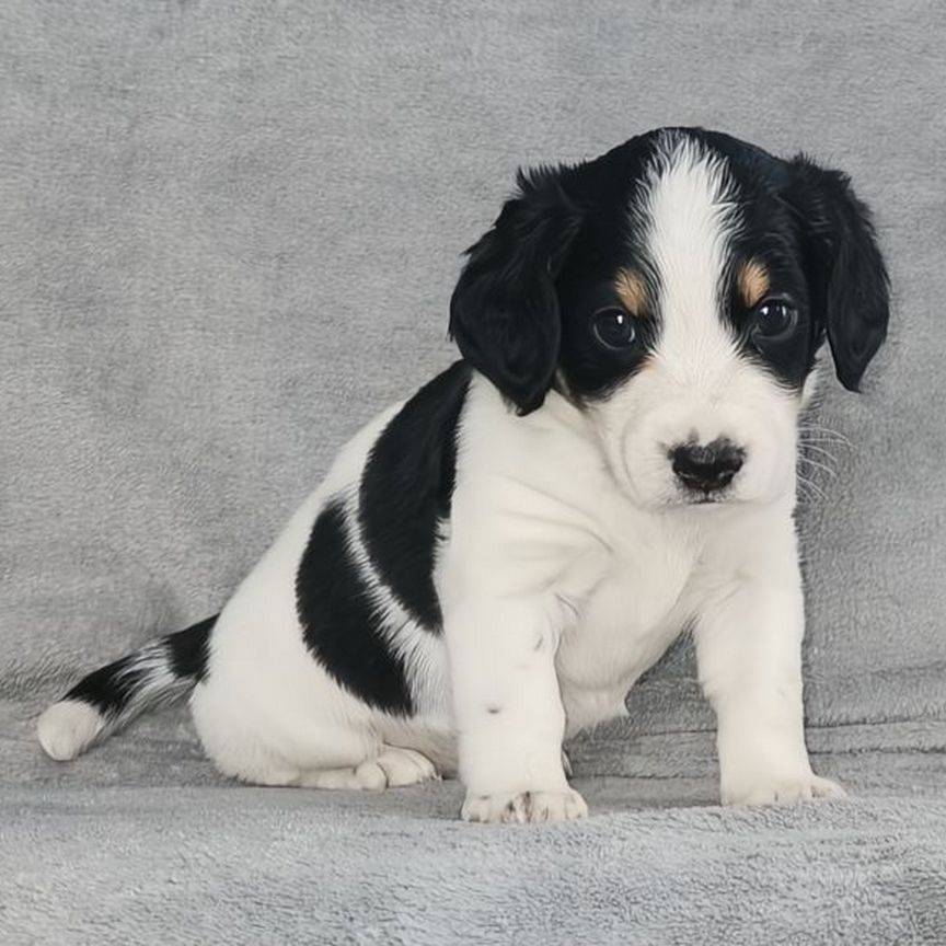 Английский кокер-спаниель, щенок