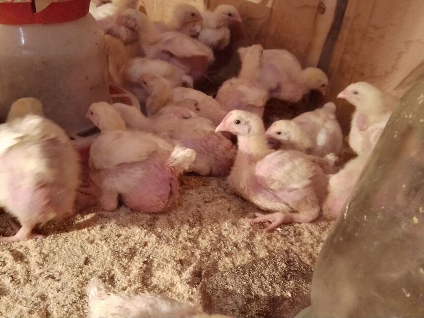 Цыплята бройлеры подрощенные