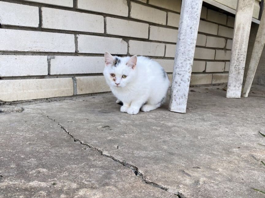 Котенок 3-4 мес, девочка