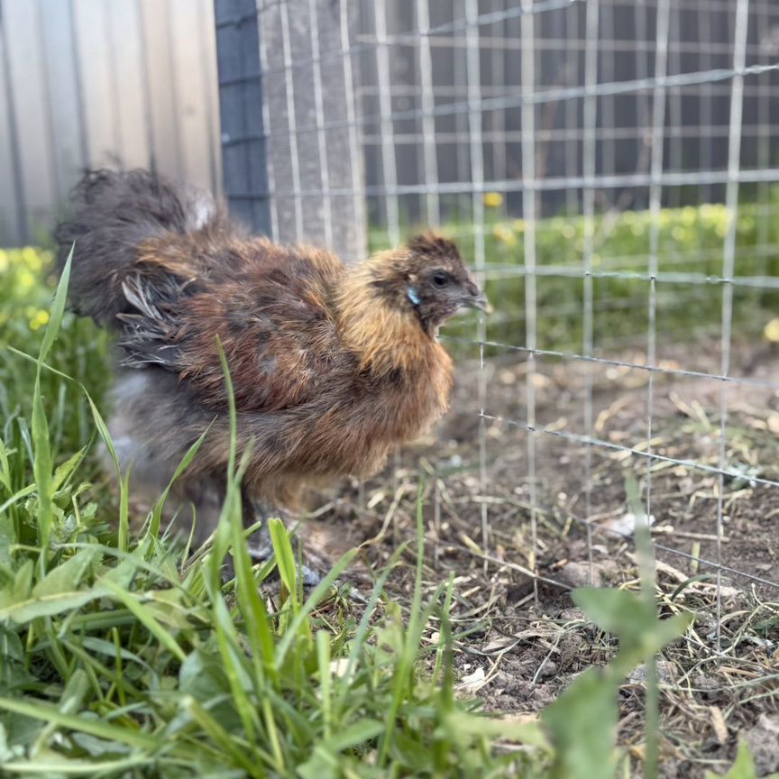 Петух китайский шелковый