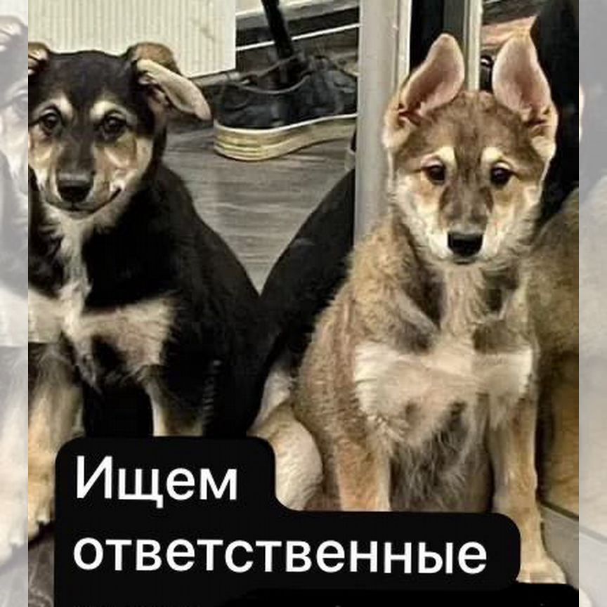 Щенок девочка в добрые руки