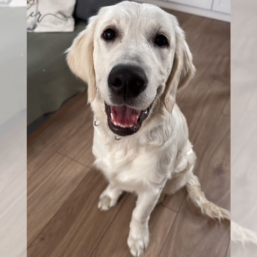 Золотистый ретривер, щенок