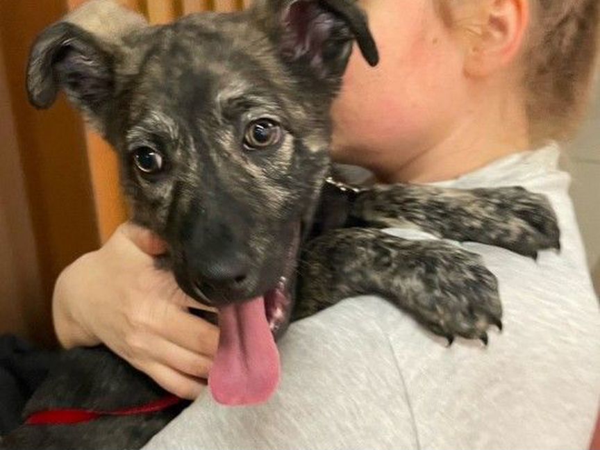 Метис овчарки Глаша в добрые руки