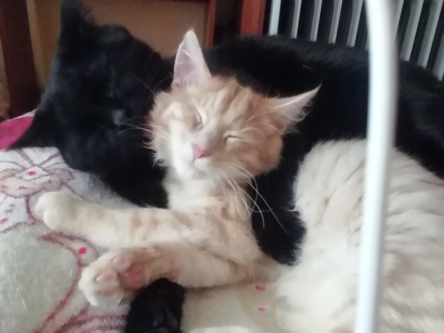 Пропали коты