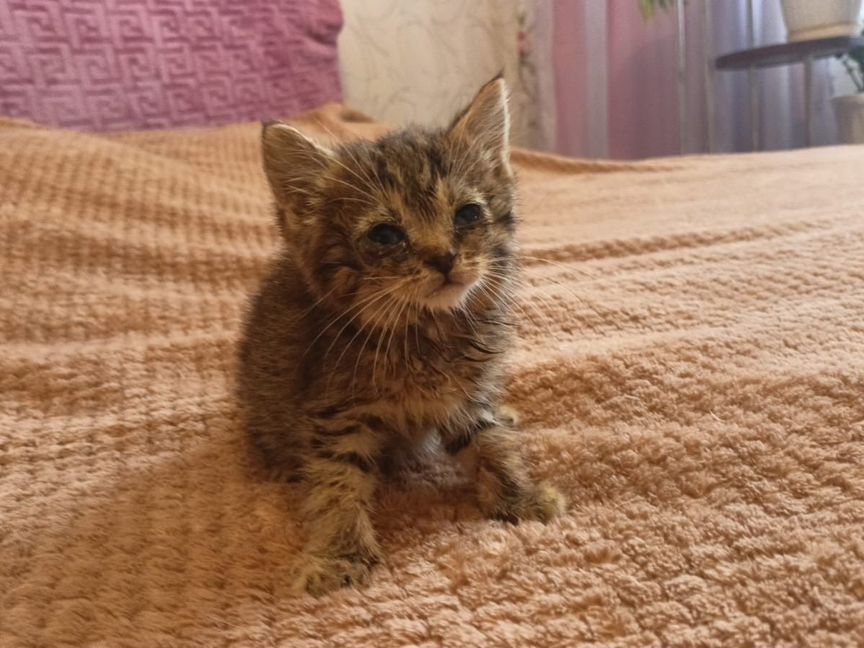 Котенок Луна, девочка