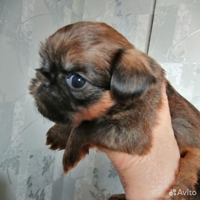 Барабульки