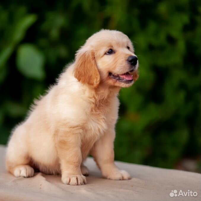 Щенки золотистого ретривера (девочки)