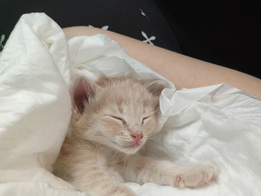 Кошки в добрые руки бесплатно