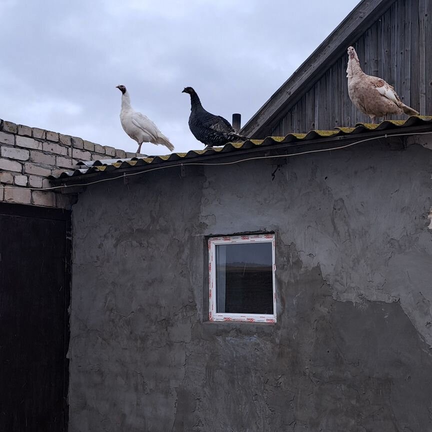 Индюки степные республика калмыкия