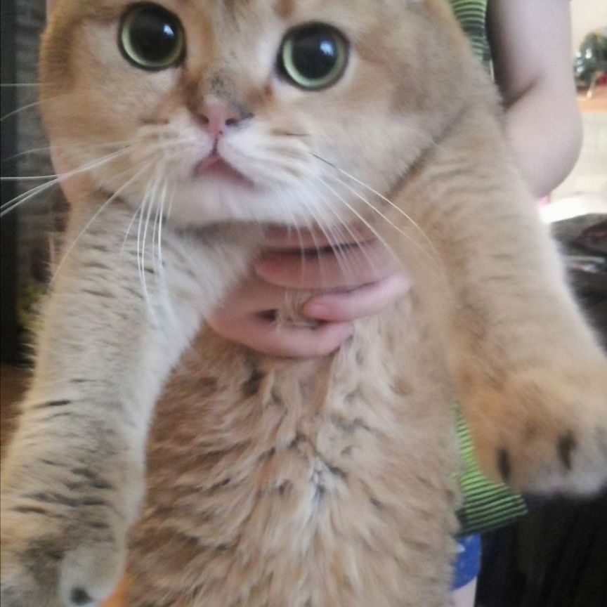 Ищем невесту