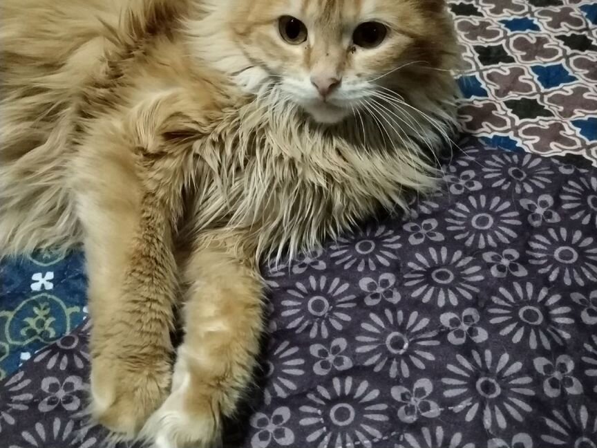 Рыжая красавица бесплатно