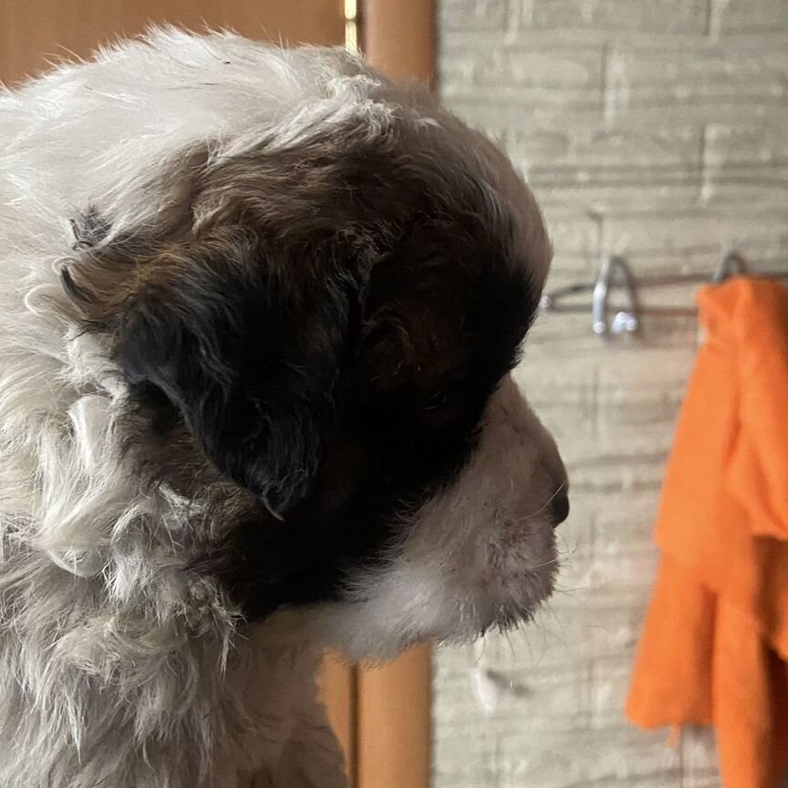 Сенбернар, щенок