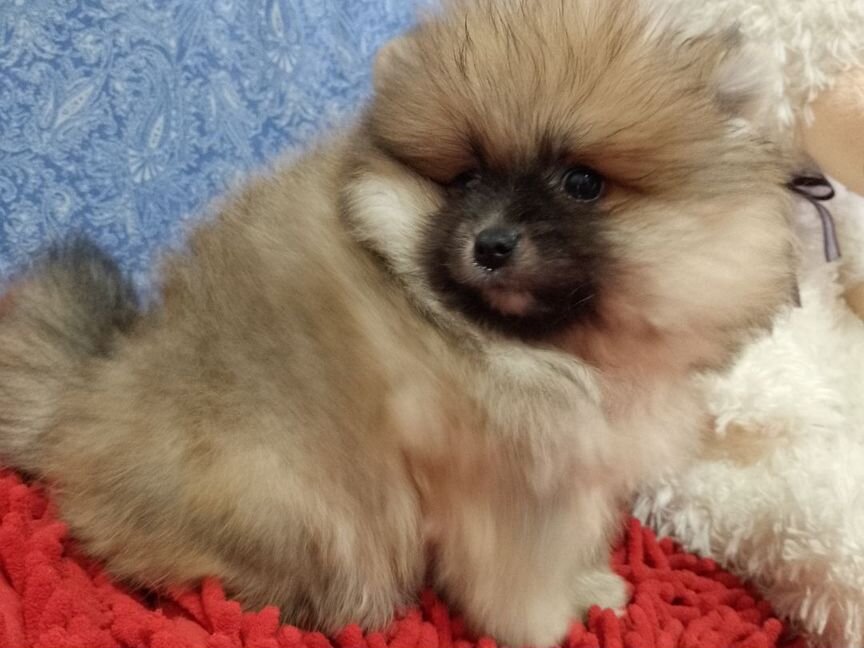 Померанский шпиц соболь, черный, кремовый