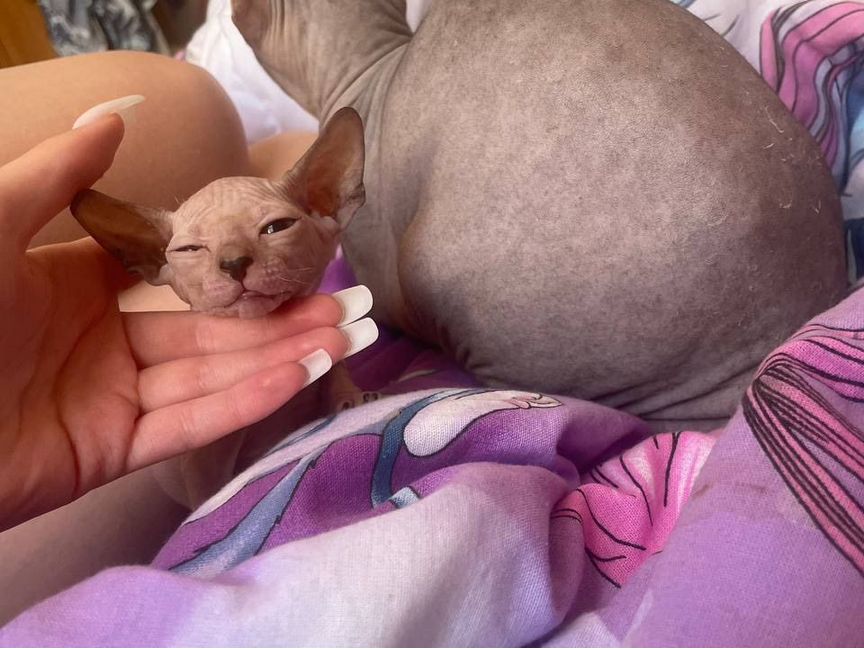 Донской сфинкс котята