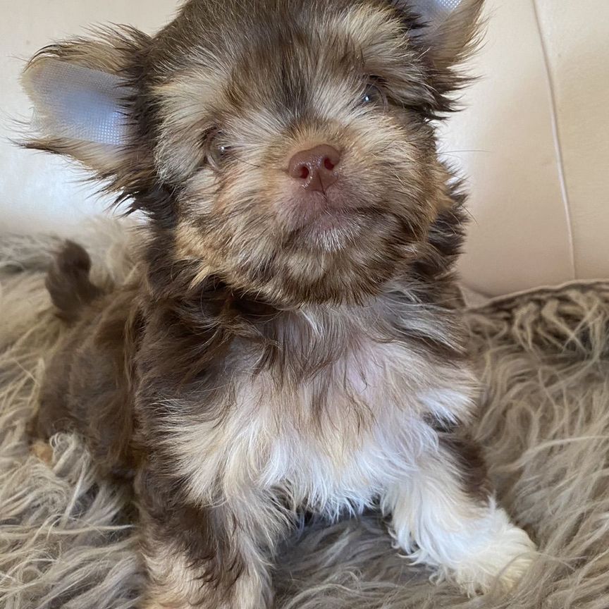 Мальчик чорки с зелеными глазками