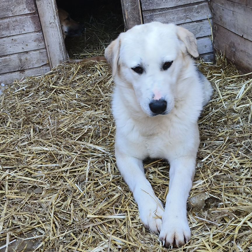 Красавица Лилу