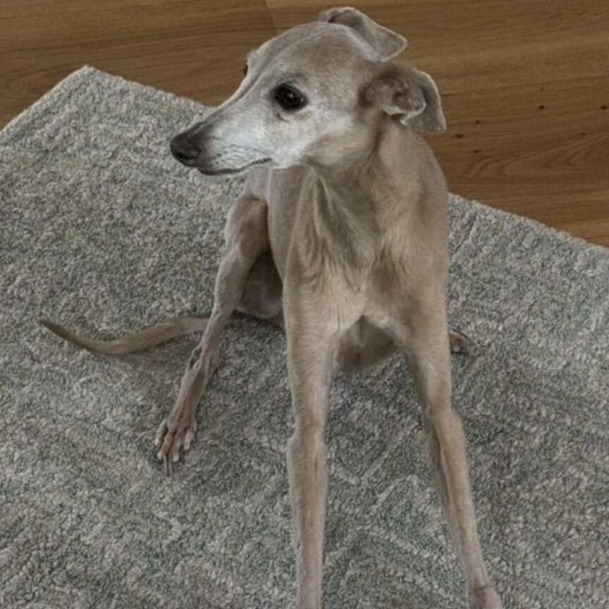 Левретка, взрослый пёс