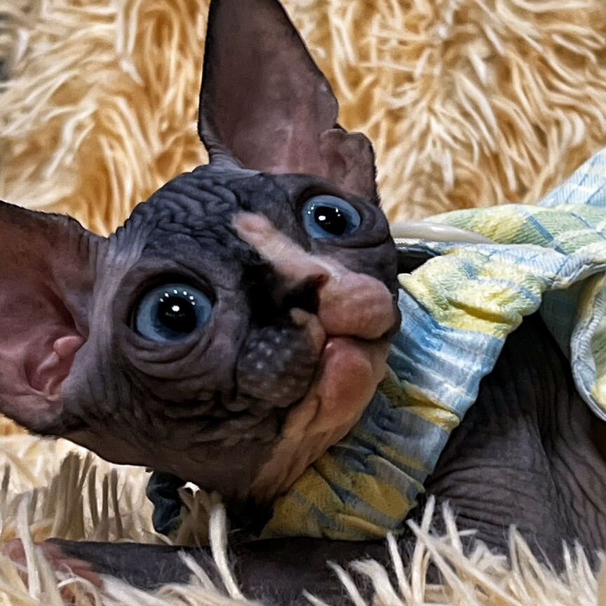 Канадский сфинкс