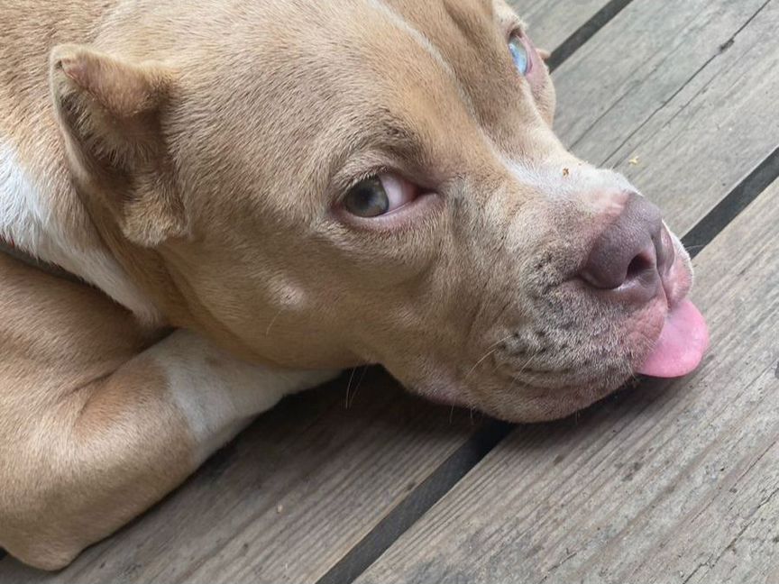 Американский булли покет щенки