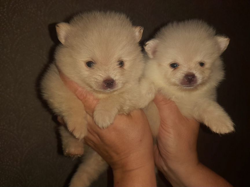 Щенки шпица